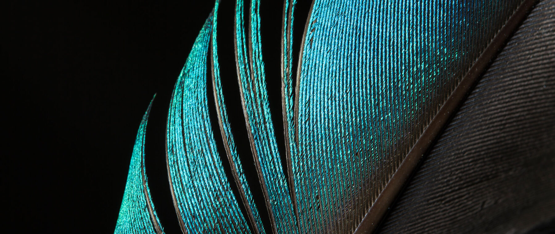 Advisory - Corvus Group